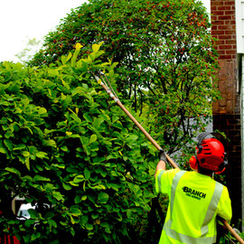 Arborists | Branch Tree and Landscape Service | Warren, MI