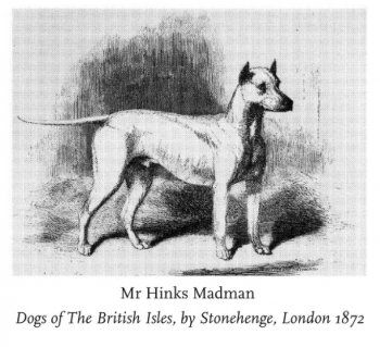 The Bull Terrier Magic and James Hinks