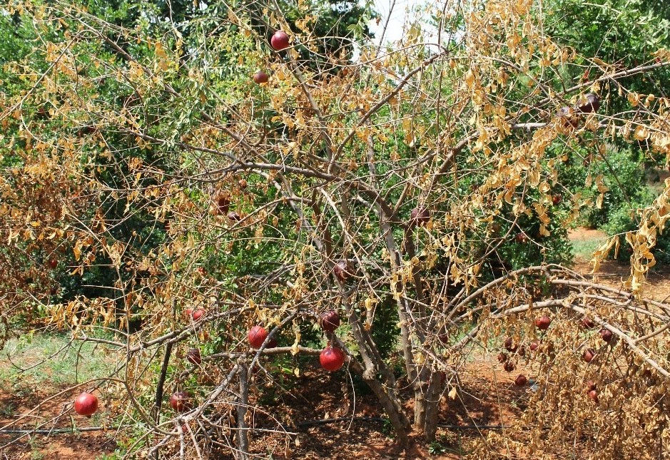Fungal diseases | pomegranate