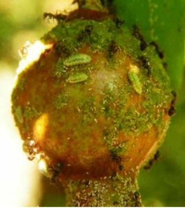 Aphids: Nymphs sucking fruit sap