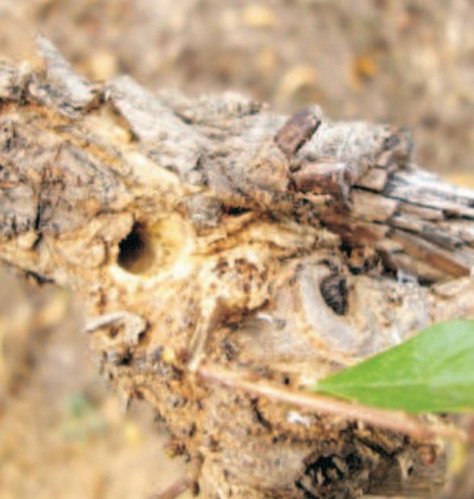 Stem borer | pomegranate