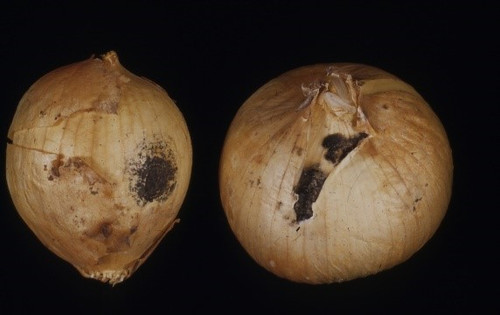 Onion smudge | onion