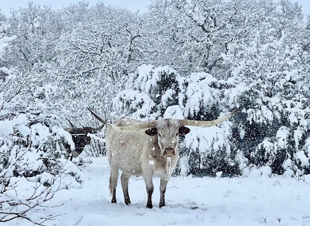 Breeder Spotlight: Rafter M Ranch