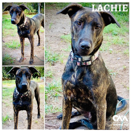 LACHIE | Capricorn Animal Aid