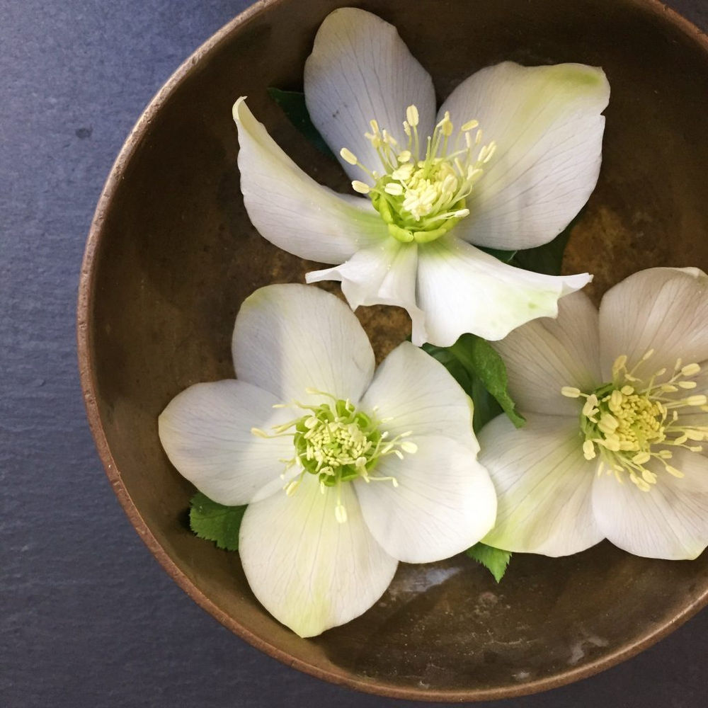 Bristol Florist Spring Flower Guide