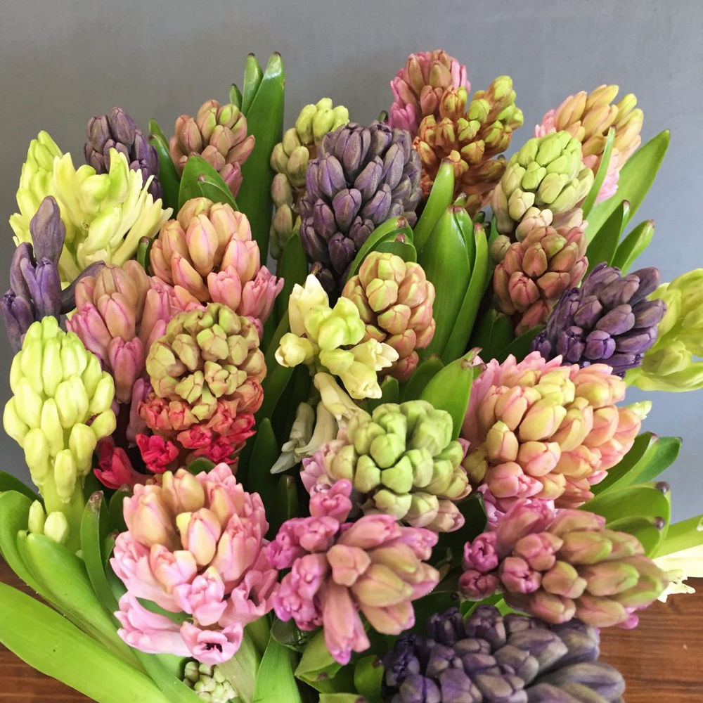 Bristol Florist Spring Flower Guide