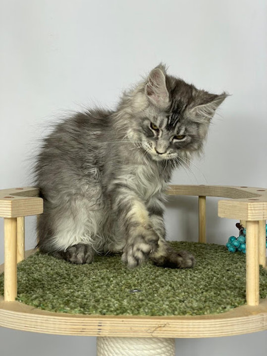 How to Socialize your Kitten