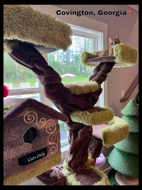 Gallery | Custom Cat Cribs