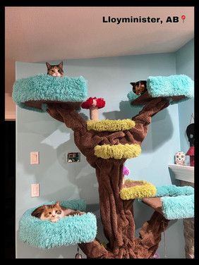 Gallery | Custom Cat Cribs