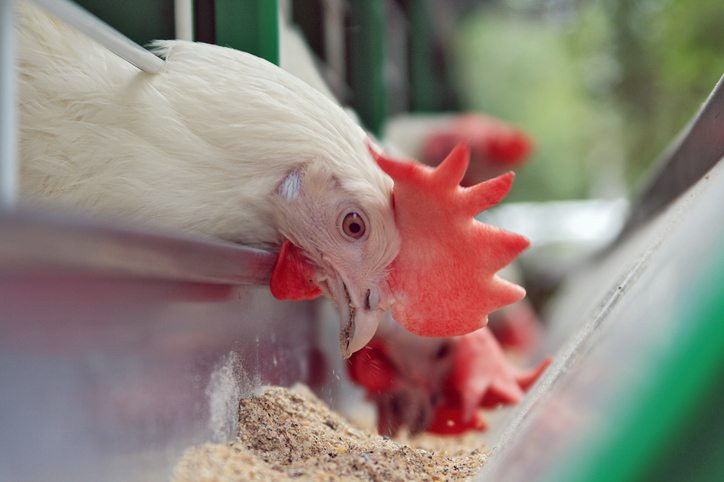 Antifungal and Toxin Binder for Poultry | Benison Farm Vet Pvt. Ltd.