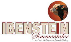 Simmentaler | Namibia Genetics