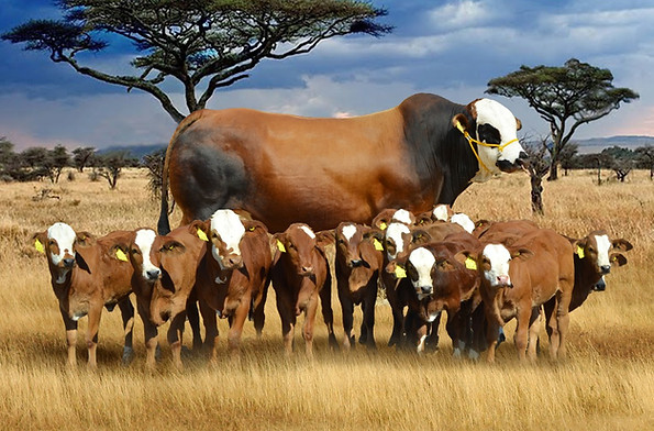 Simbra | Namibia Genetics