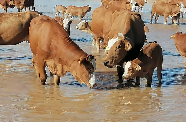 Simbra | Namibia Genetics