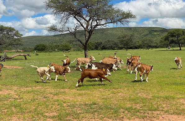 Simmentaler | Namibia Genetics