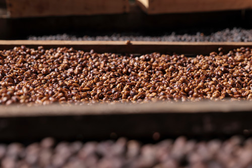 All Products | Chivo Coffee Co