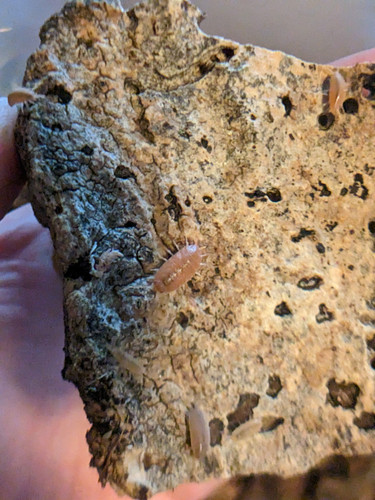 Powder Orange Isopods X20 | Isolicious