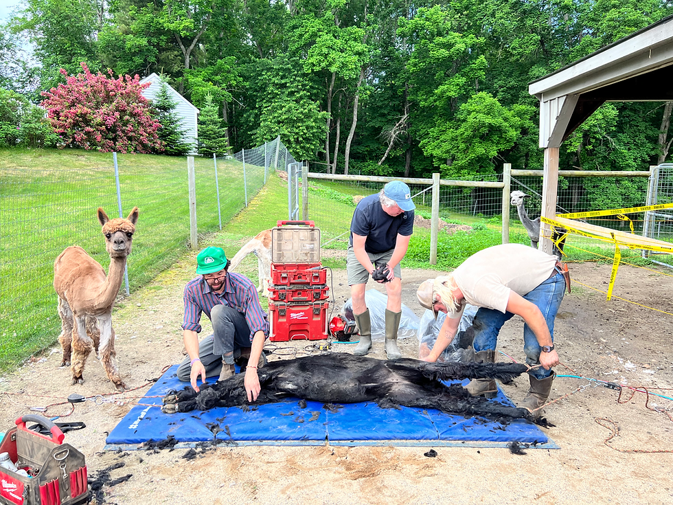 Preparing for Your Alpaca Shearing Day: A Beginner's Guide
