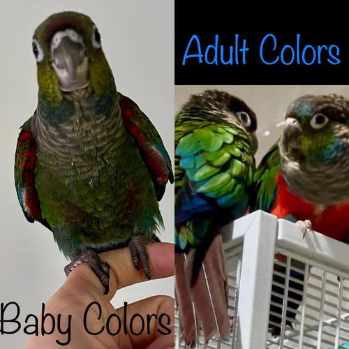 Crimson Bellied Conure Babies | Piedmont Parrots VA