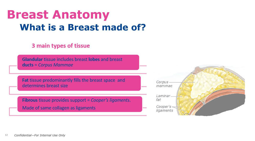 Anatomy of the Breast | Becton Dickinson