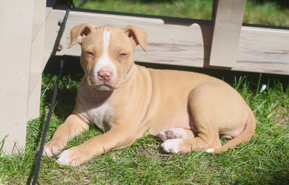 Females | Leland APBTS