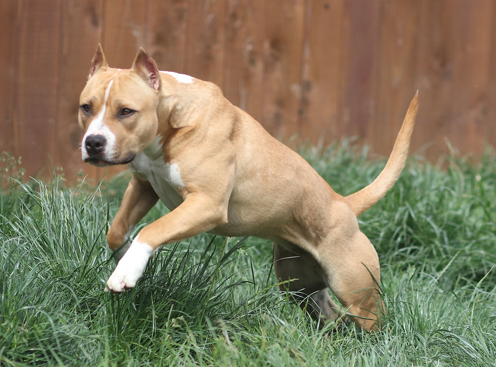 Why Choose a Purpose-Bred American Pit Bull Terrier?