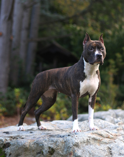 Gallery | Leland APBTS