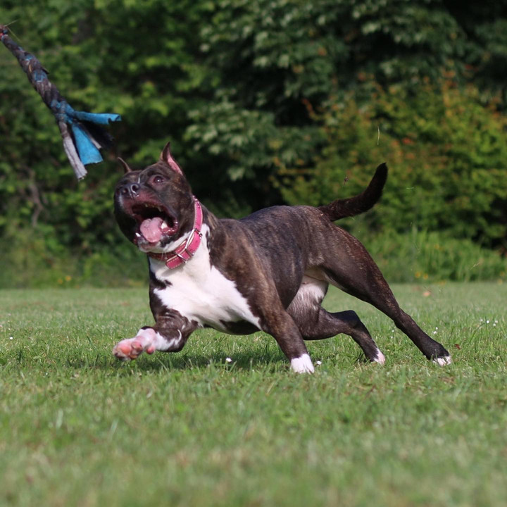 Gallery | Leland APBTS