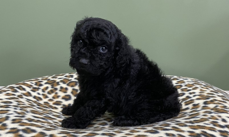 Groodle Puppies For Sale Vic | Puppies Downunder Australia | Morwell