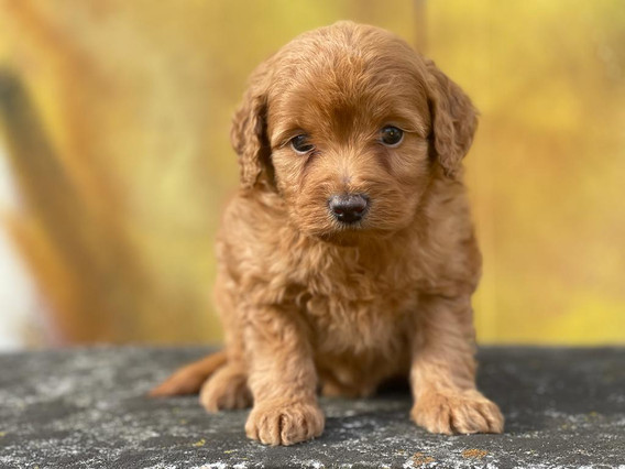 Mini Groodles for Sale | Puppies Downunder