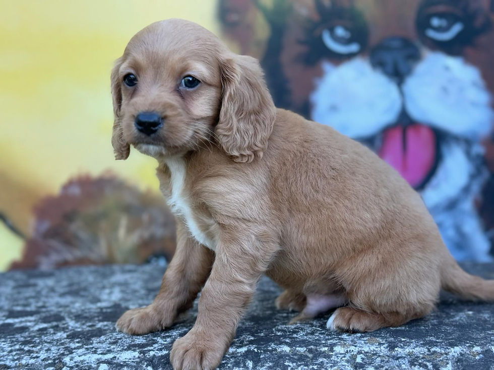 Cavapoo Puppies for Sale | Puppies Downunder