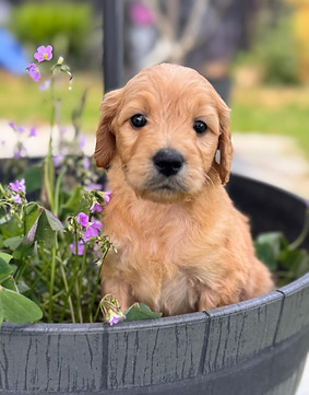 Therapy Dogs for Sale | Puppies Downunder Australia