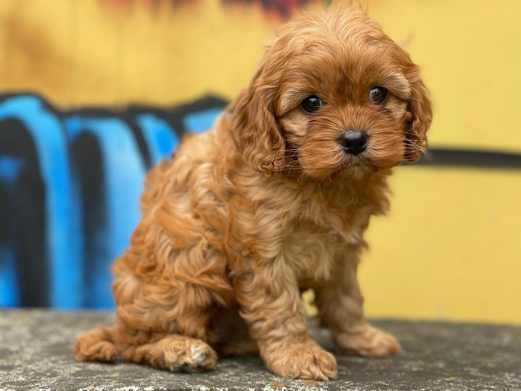 Cavapoo Puppies for Sale | Puppies Downunder | Ethical Breeder