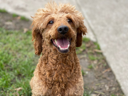 Mini Labradoodle Puppies | Puppies Downunder | Ethical Breeder