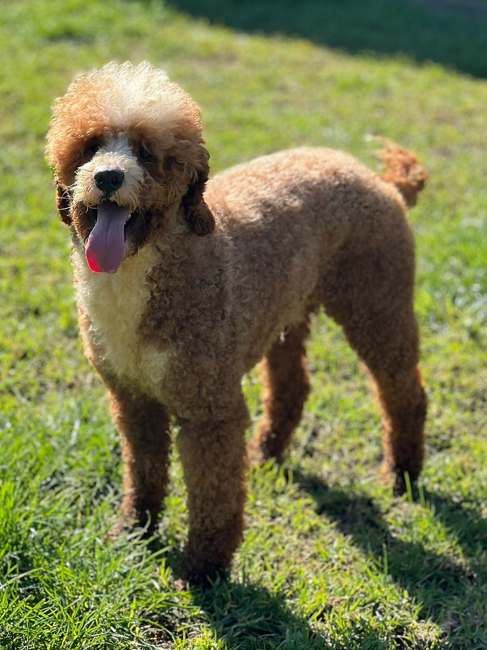 Mini Groodles for Sale | Puppies Downunder