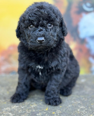 Mini Groodles for Sale | Puppies Downunder