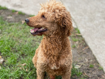 Mini Labradoodle Puppies | Puppies Downunder | Ethical Breeder