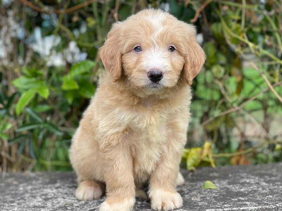 Bordoodle Puppies for Sale | Puppies Downunder | Ethical Breeder