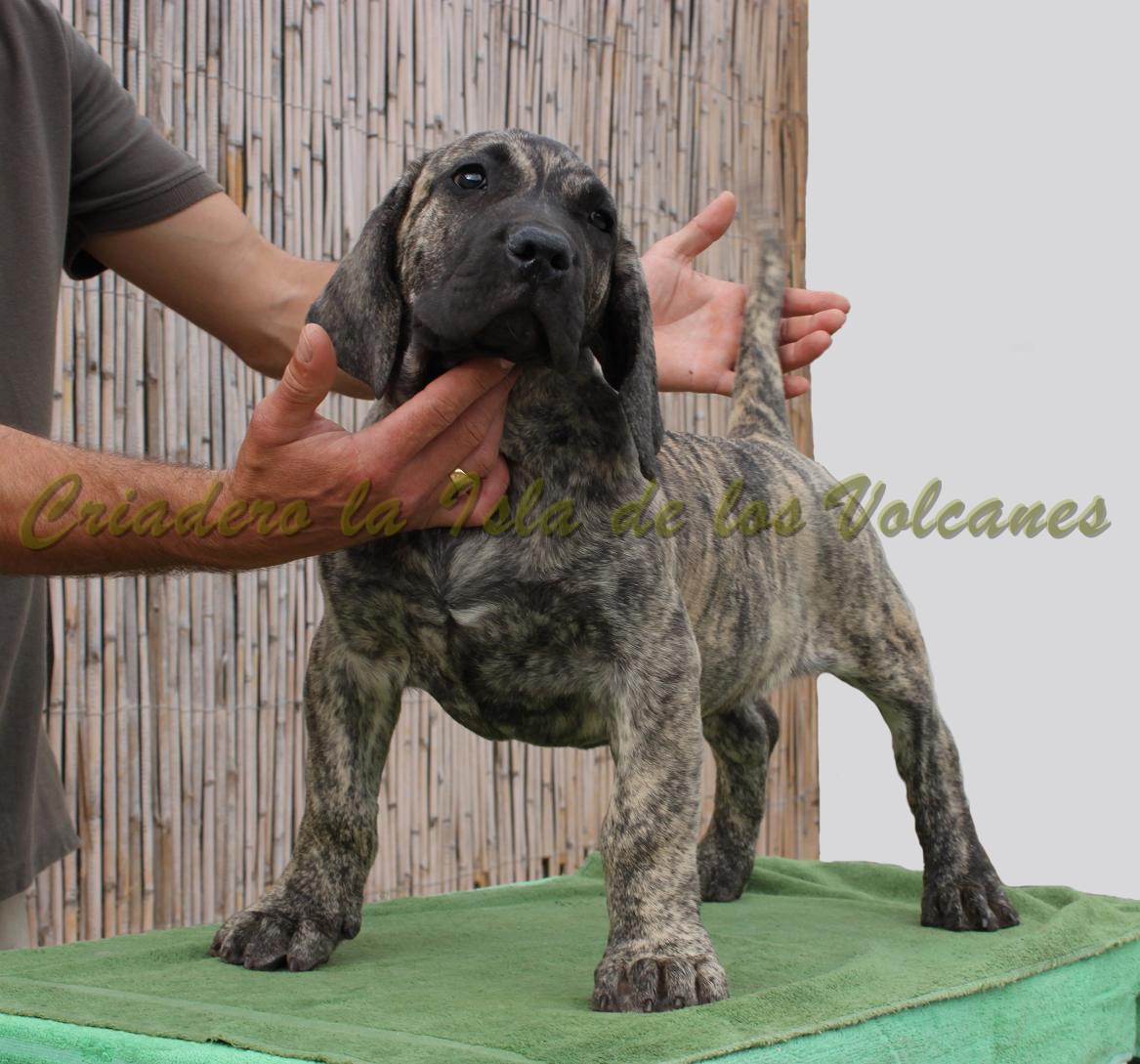 Imágenes de cachorros de Presa Canario