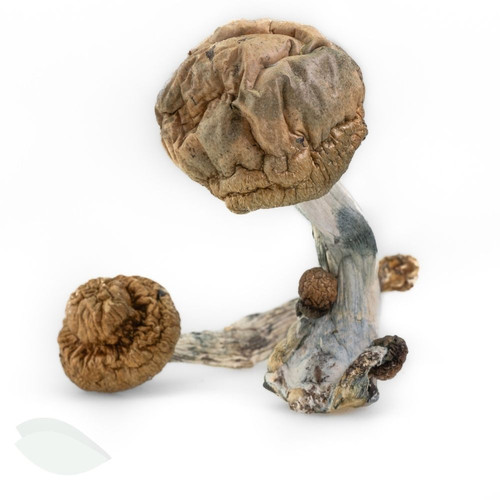 Buy Trinity Magic Mushrooms Online & Shipping Canada | StrainSeek