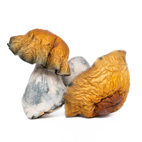 Melmac Magic Mushrooms | StrainSeek