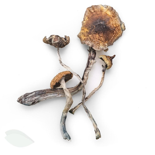 Buy Aztec God Magic Mushrooms Online & Shipping Canada | StrainSeek