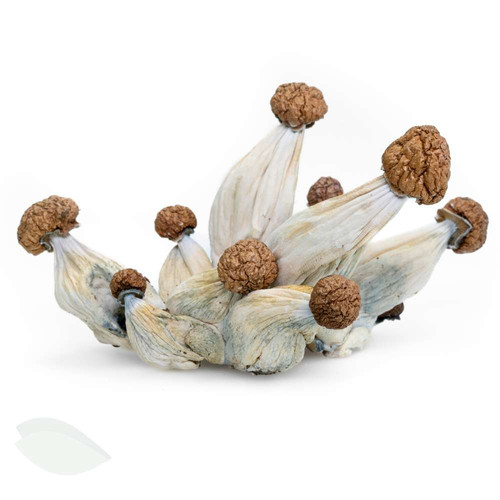 Buy Trinity Magic Mushrooms Online - London ON | StrainSeek