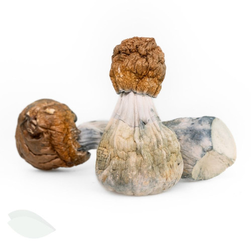 Buy Code Blue Magic Mushrooms Online & Shipping Canada | StrainSeek