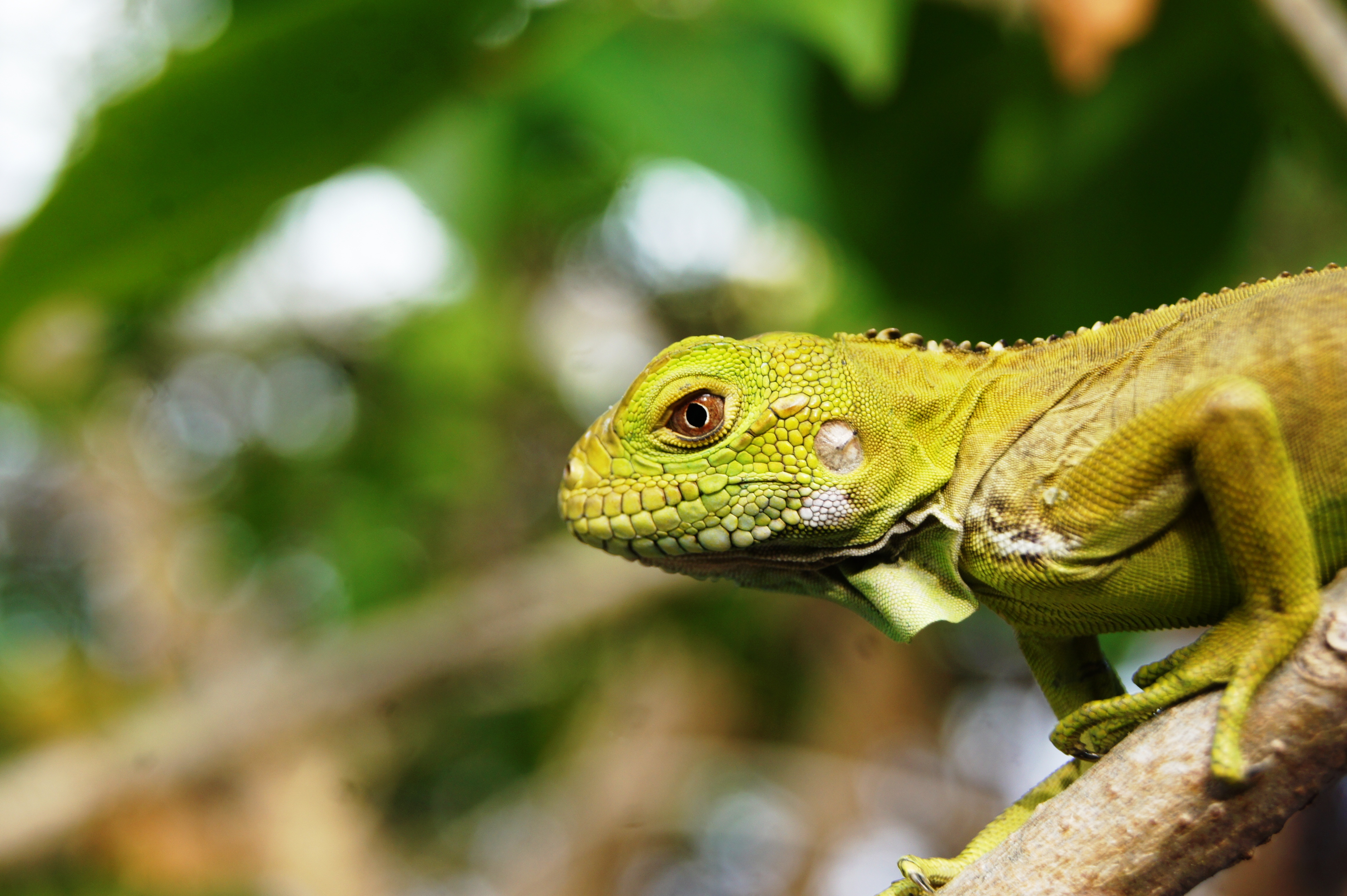 Iguane des Petites Antilles