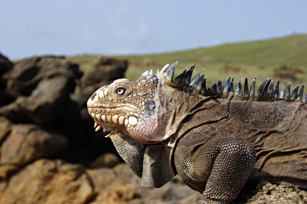 Iguane des Petites Antilles
