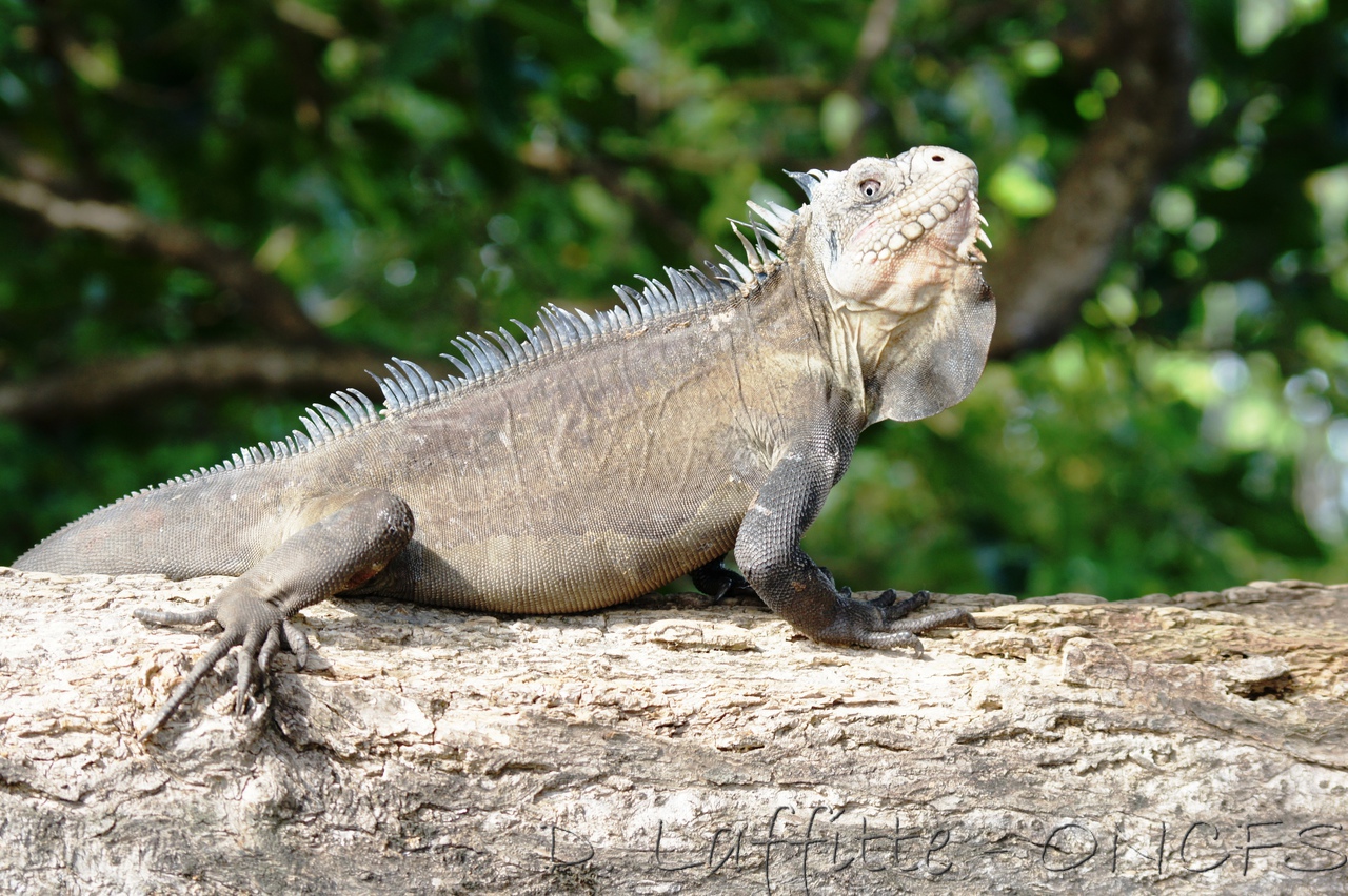 Iguane des Petites Antilles