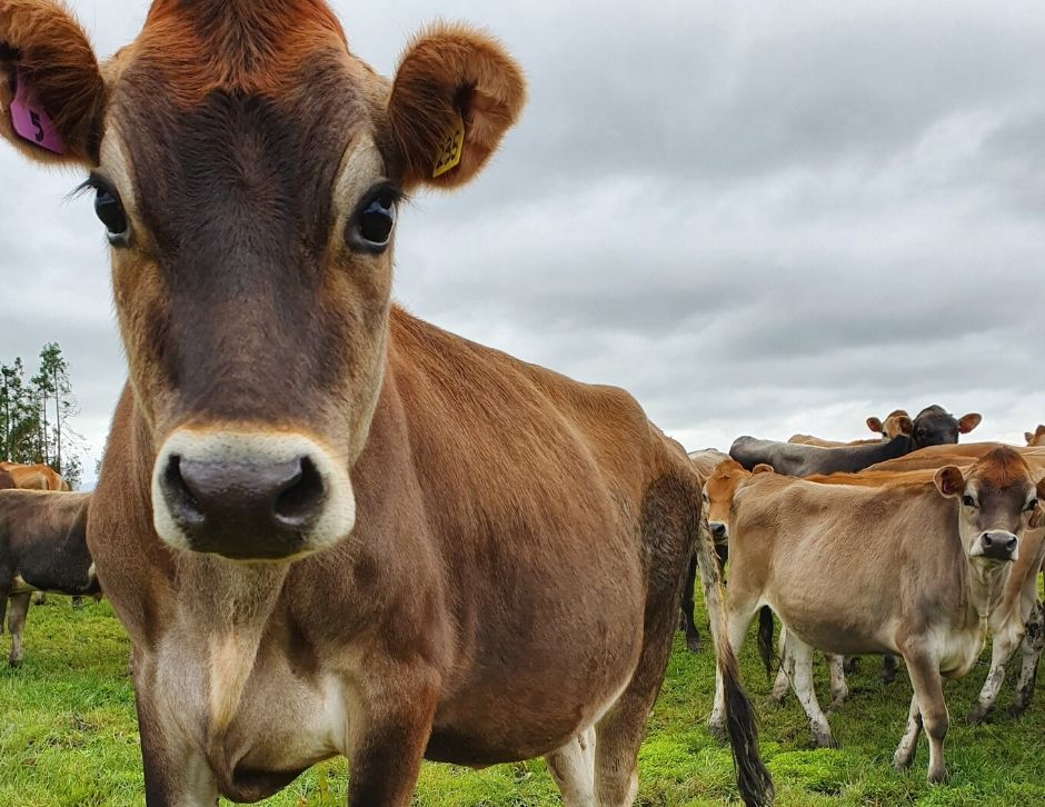 NZ Dairy Heifers: snapshot of weight and milk production | The AgriSciencer