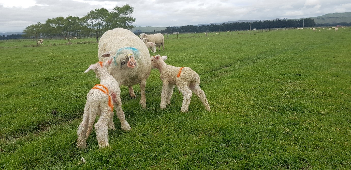 How birth weight affects lamb survival | The AgriSciencer