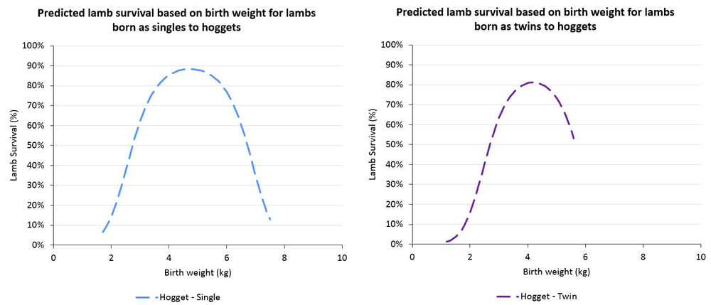 How birth weight affects lamb survival | The AgriSciencer