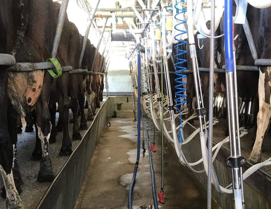 Drying-off: To seal or not to seal? | The AgriSciencer